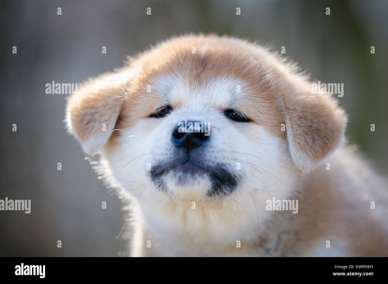 Cute akita puppy hi-res stock photography and images - Alamy
