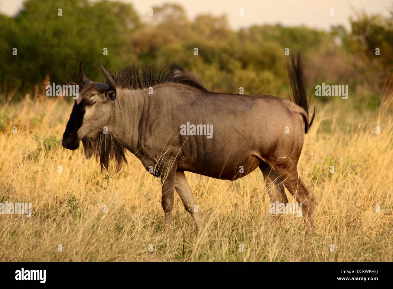 animals on safari Stock Photo - Alamy