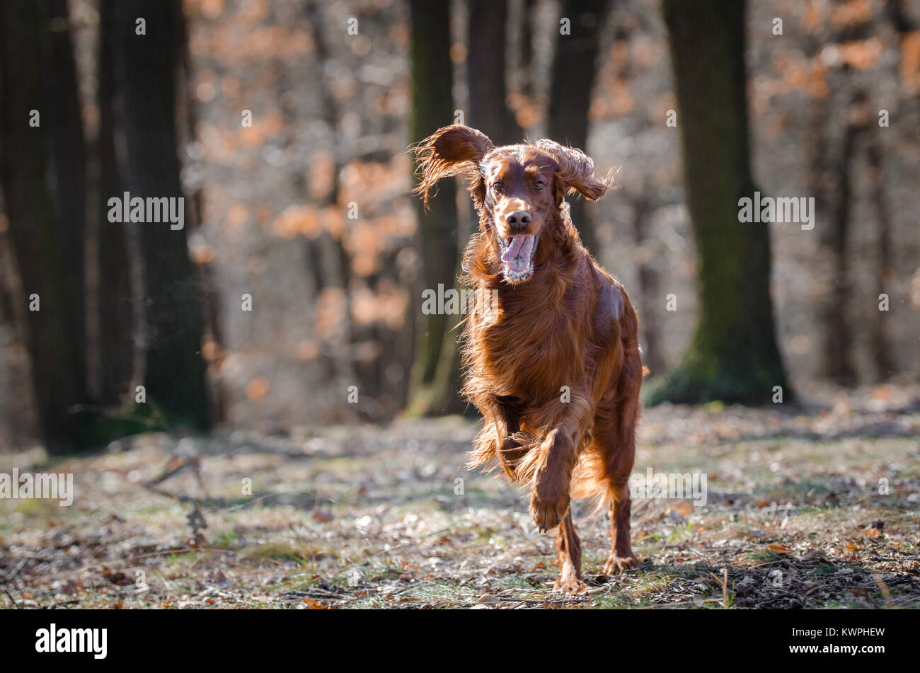 Irish setter hound pointer dog in the spring forrest Stock Photo - Alamy
