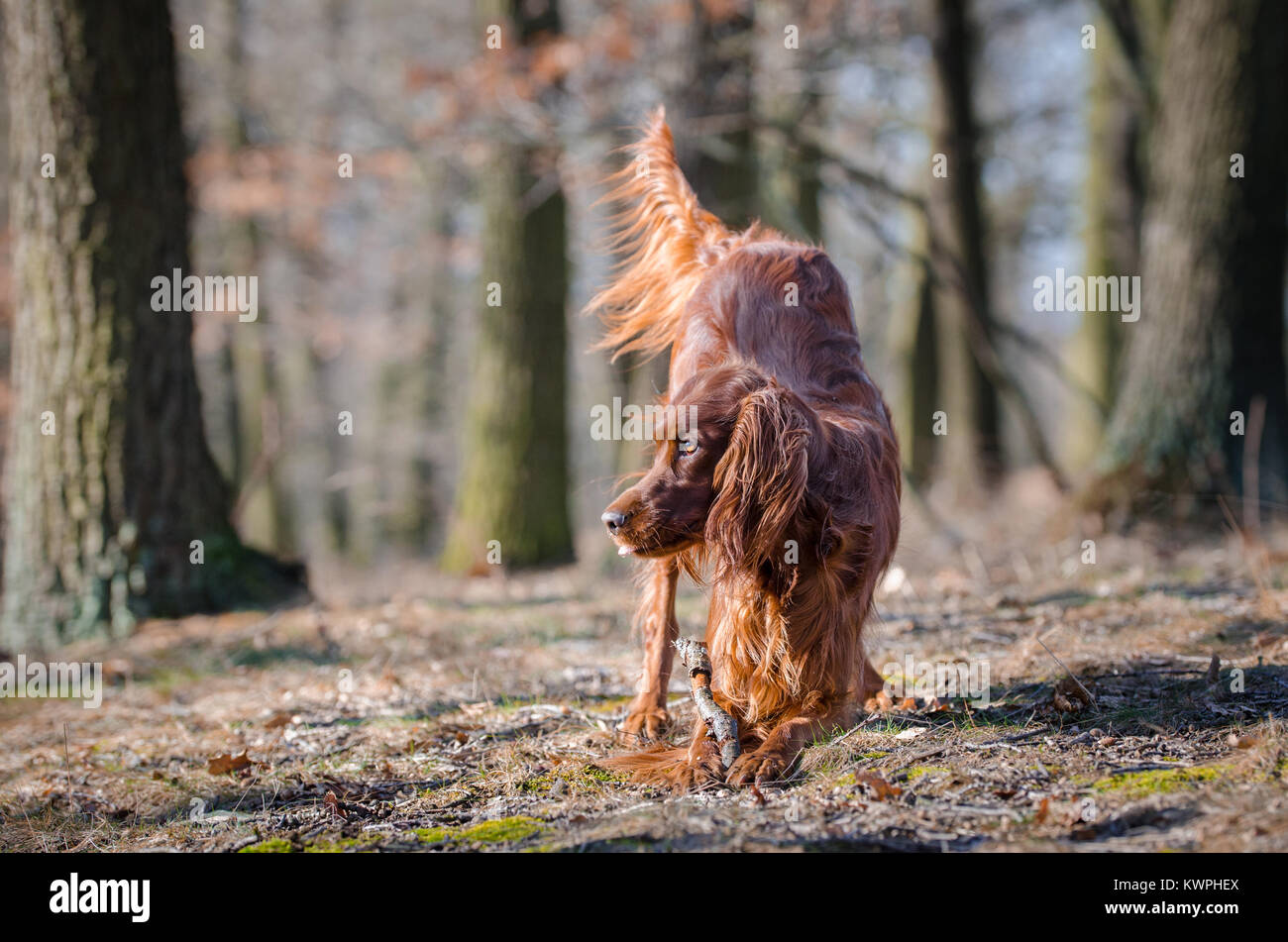 Irish setter hound pointer dog in the spring forrest Stock Photo - Alamy