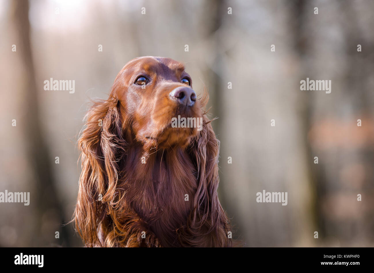 Irish setter hound pointer dog in the spring forrest Stock Photo - Alamy