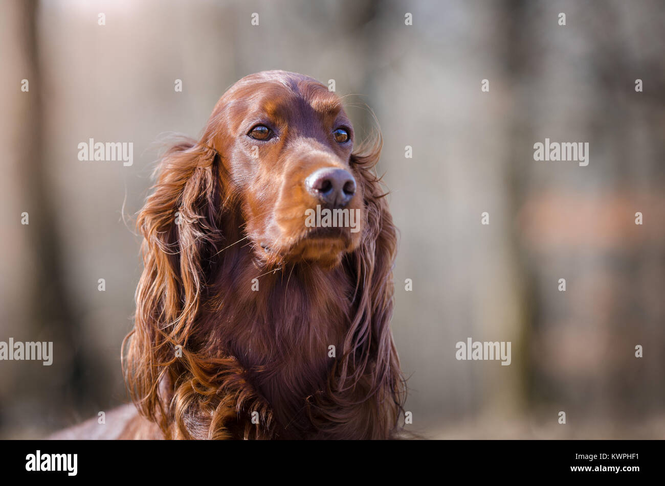 Irish setter smile hi-res stock photography and images - Alamy