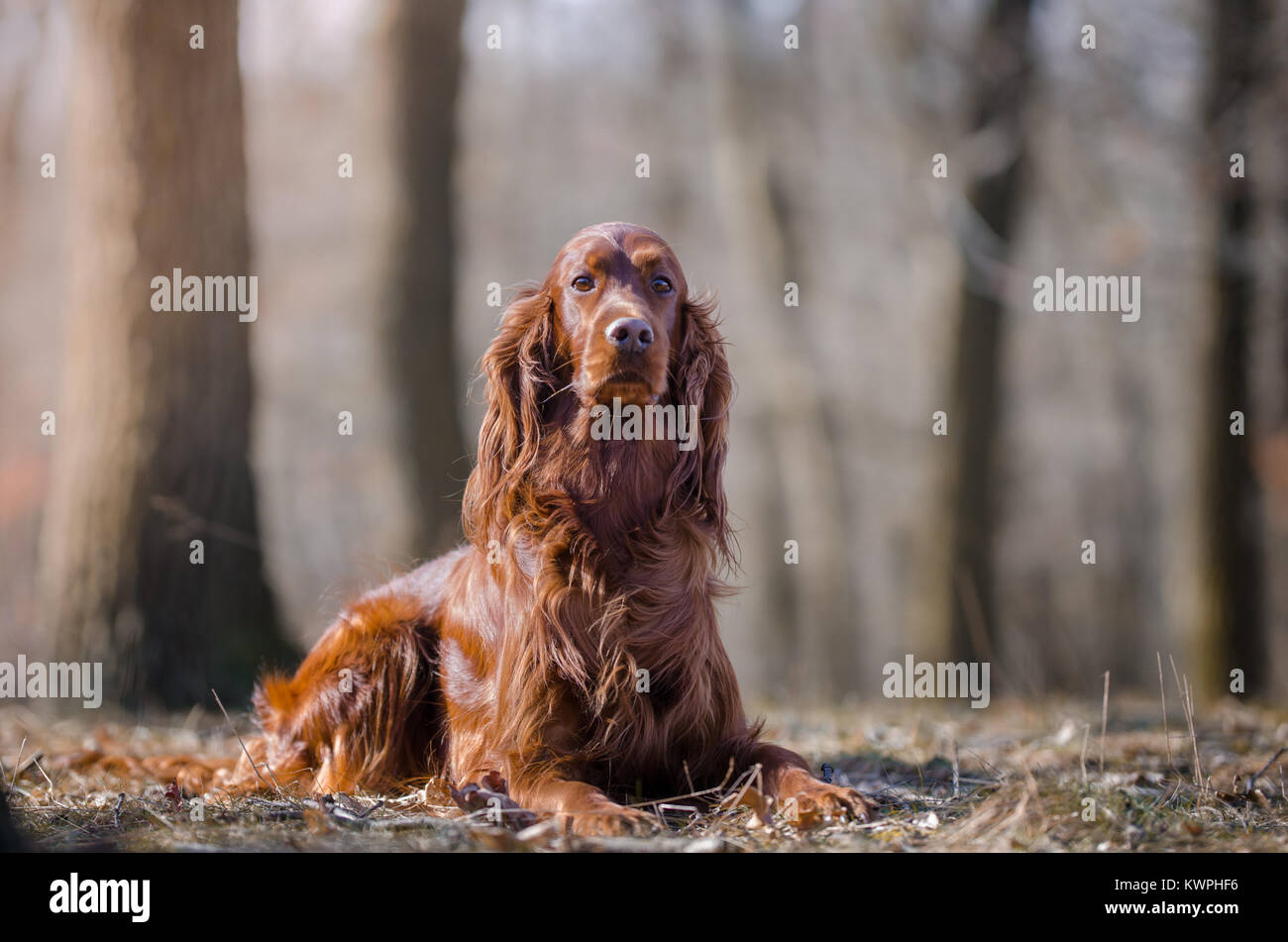 Irish setter smile hi-res stock photography and images - Alamy