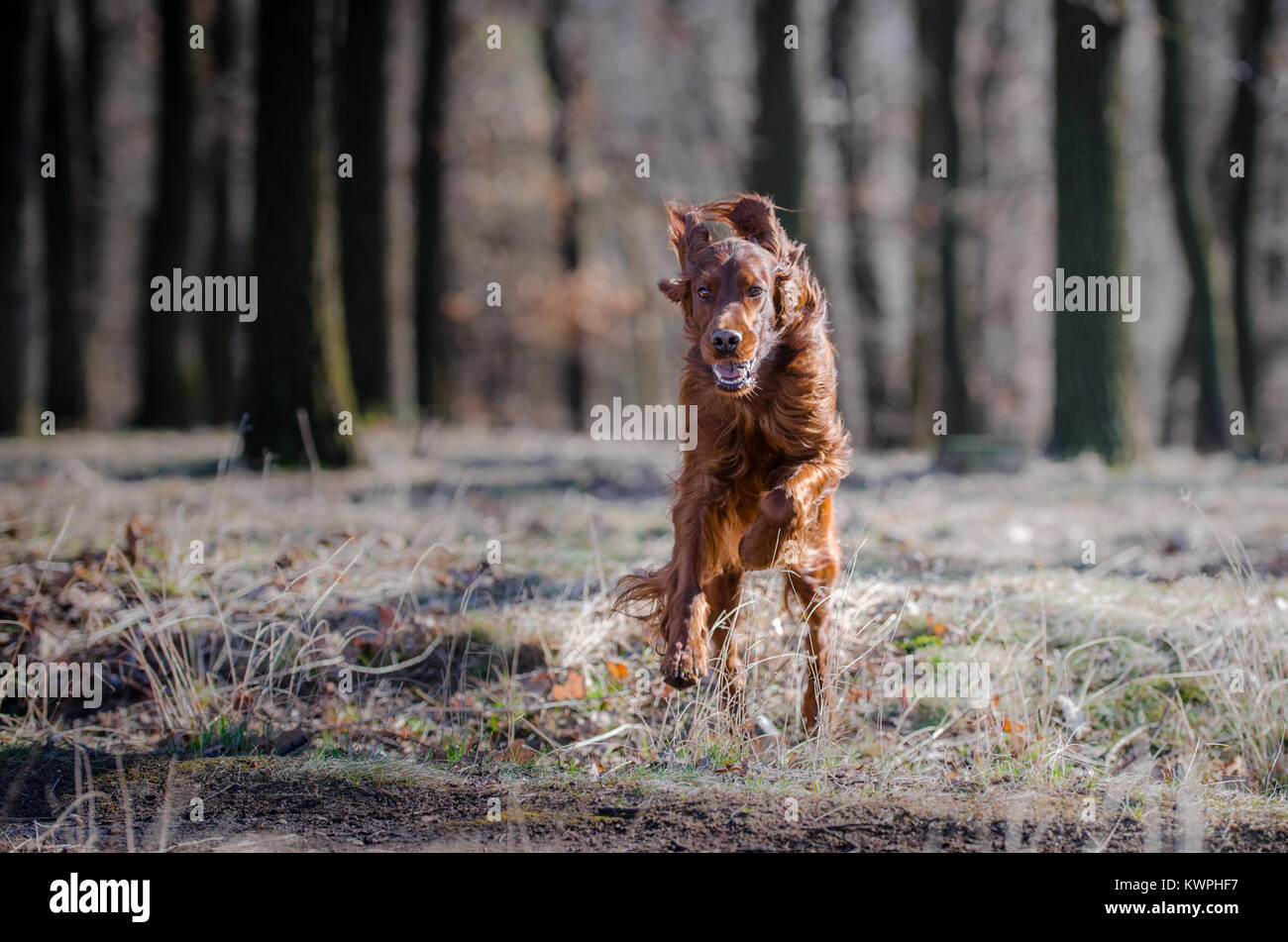 Irish pointer hi-res stock photography and images - Alamy