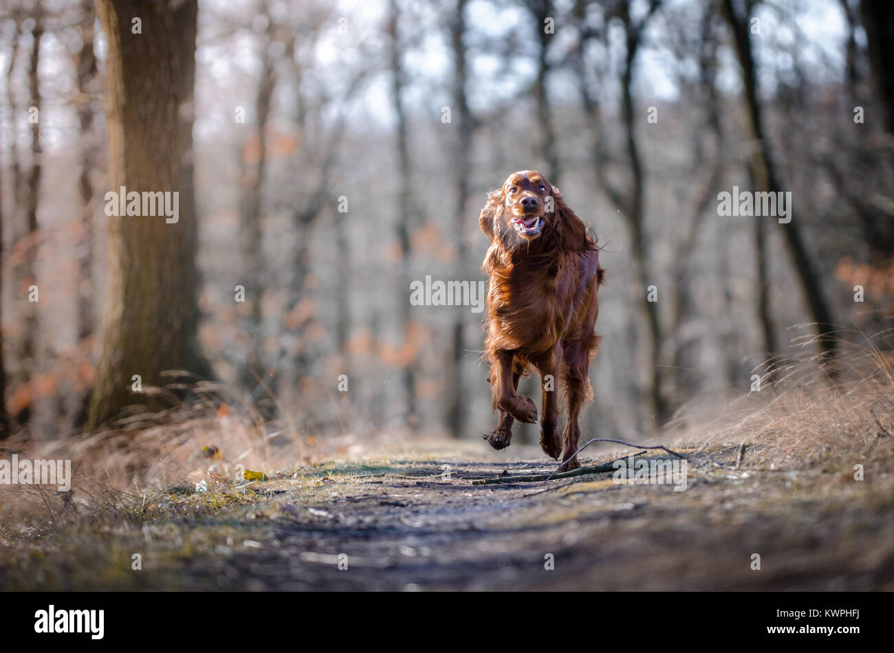 Irish setter hound pointer dog in the spring forrest Stock Photo - Alamy