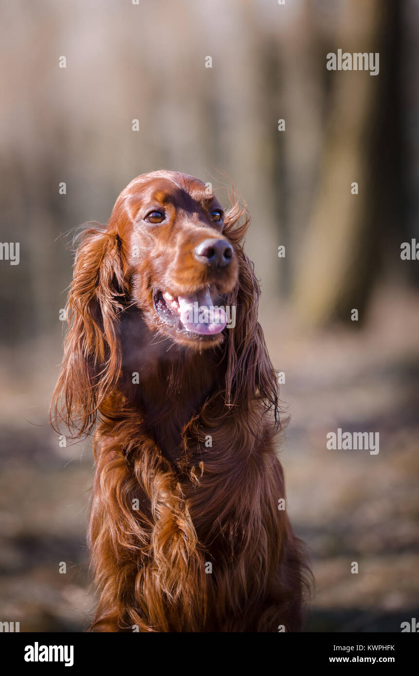 Irish setter hound pointer dog in the spring forrest Stock Photo - Alamy