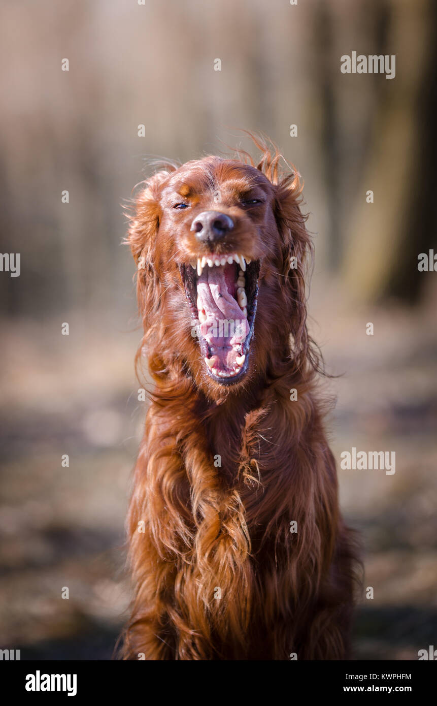 Irish setter hound pointer dog in the spring forrest Stock Photo - Alamy