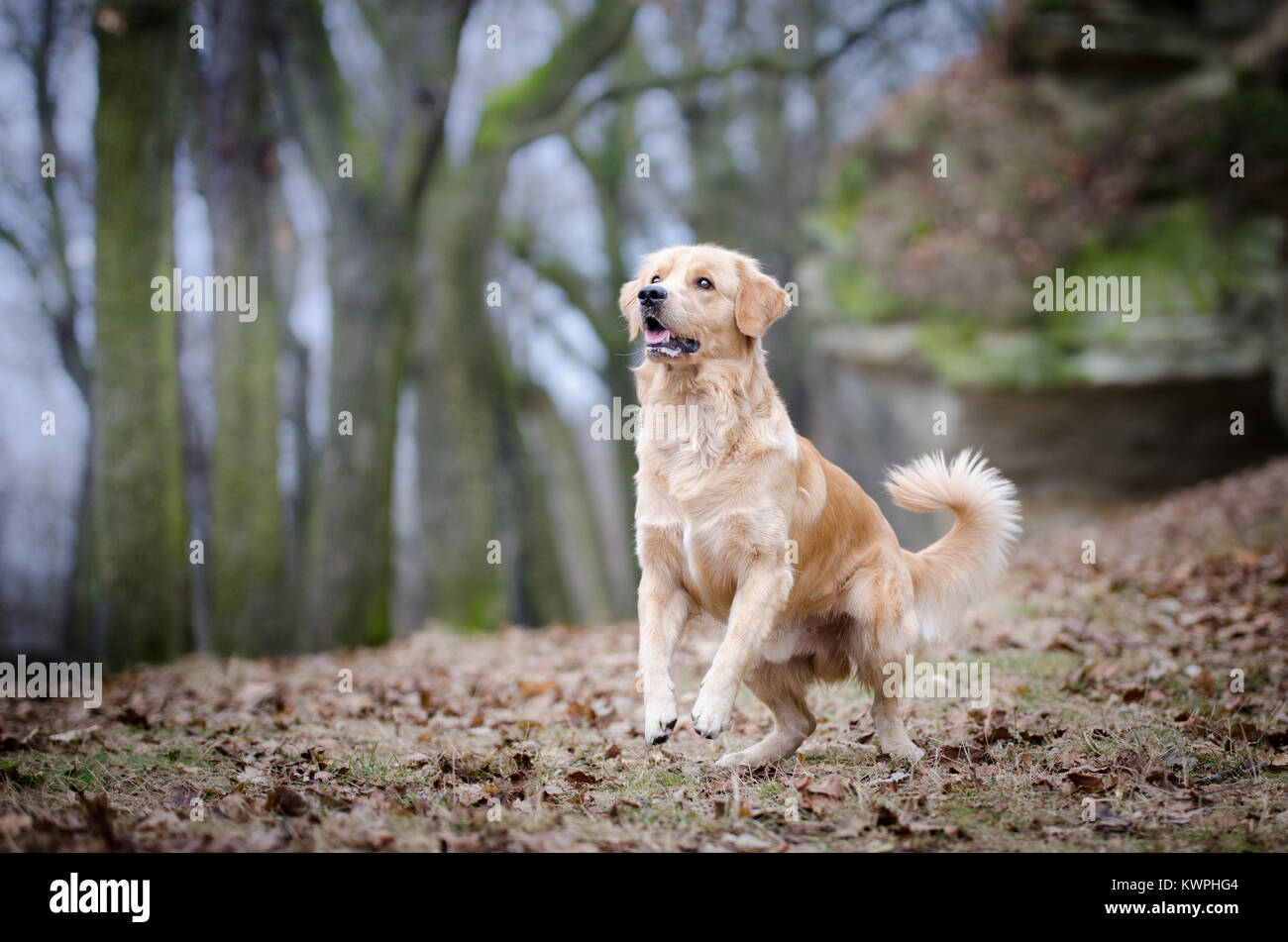 Golden retriever puppy outside smile hi-res stock photography and ...