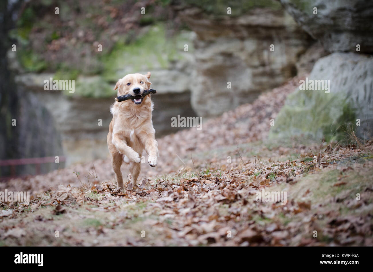 Golden retriever puppy outside smile hi-res stock photography and ...