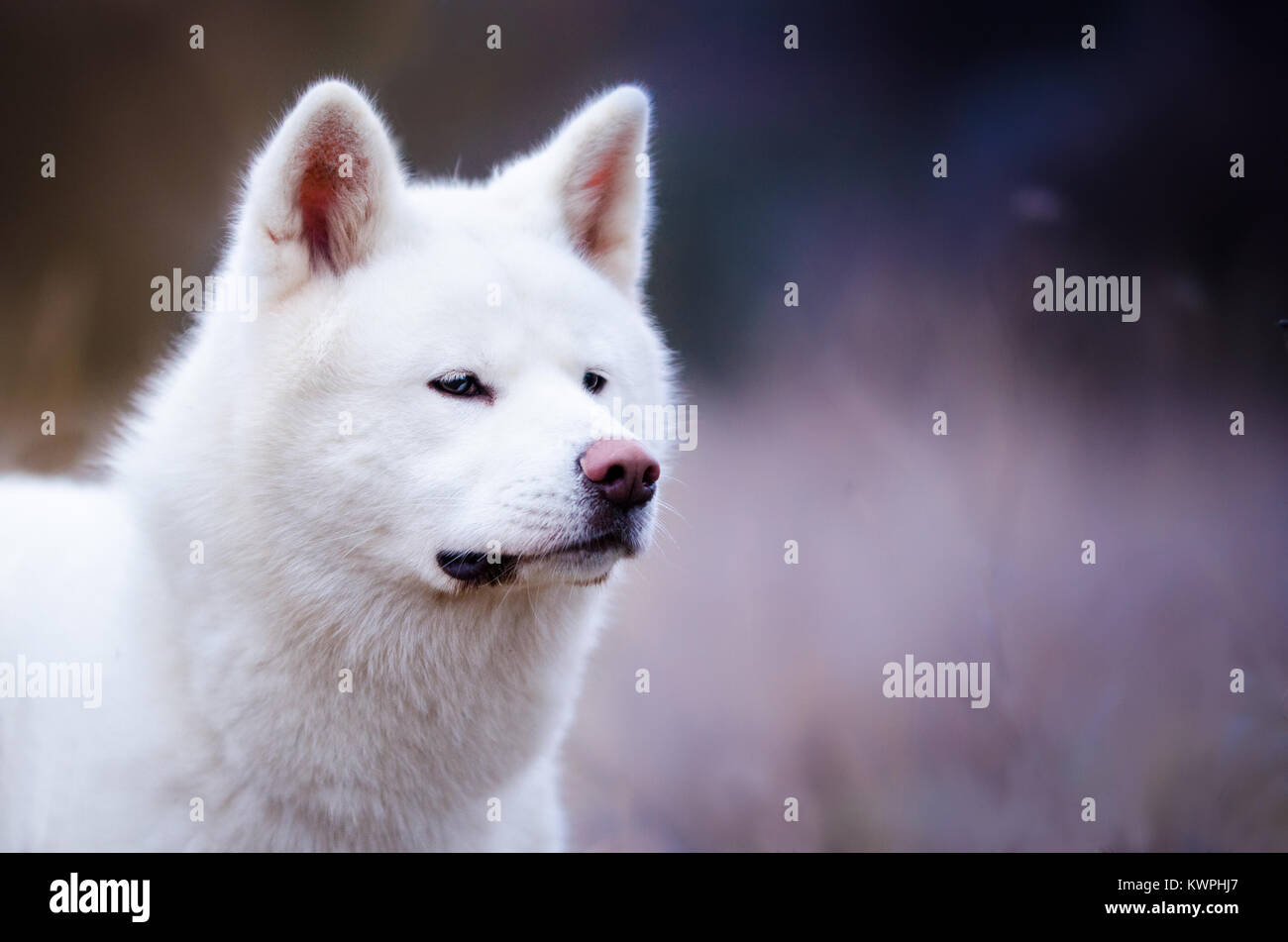 White Akita Inu dog in winter wime in field Stock Photo - Alamy