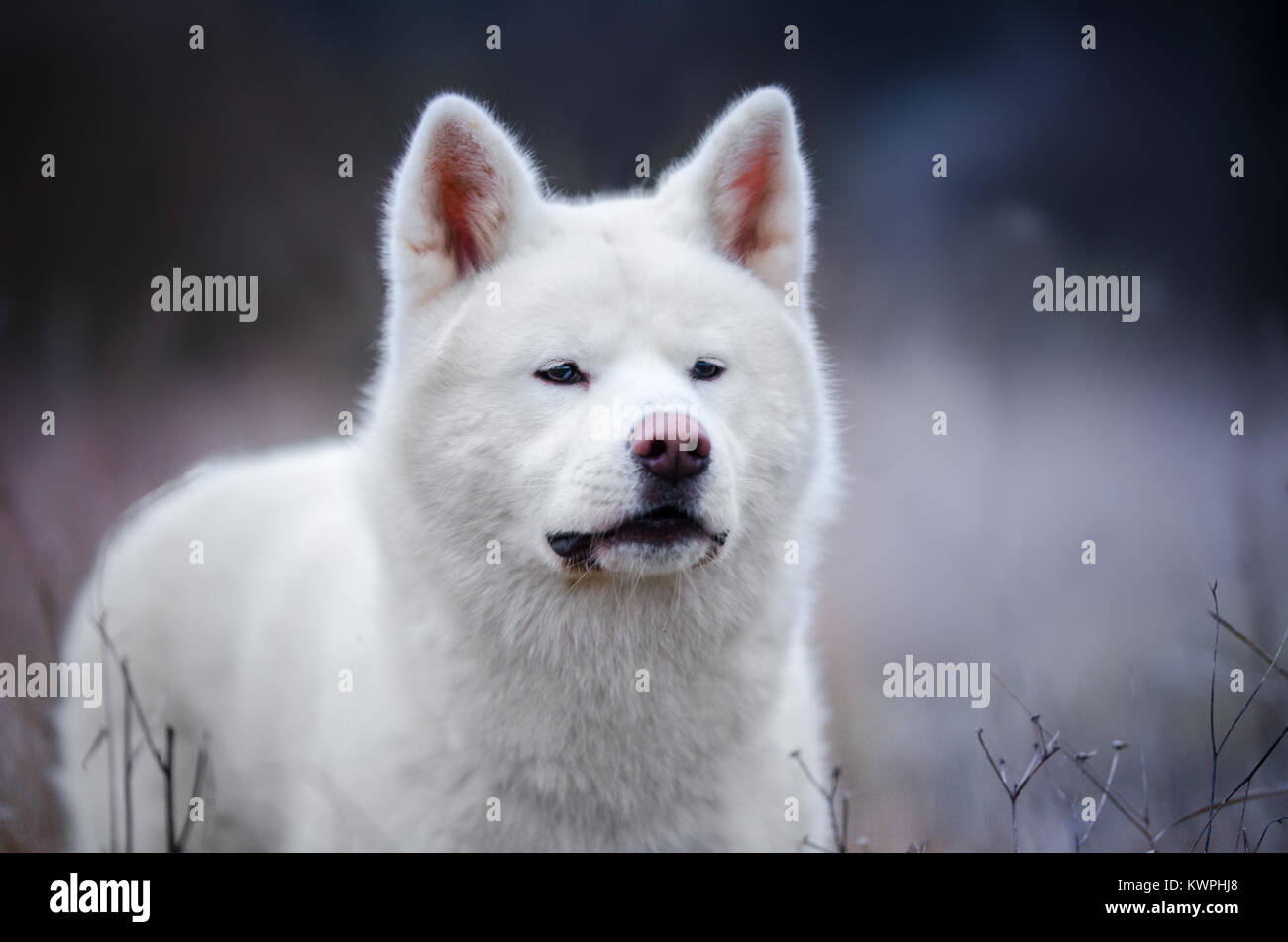 White Akita Inu dog in winter wime in field Stock Photo - Alamy