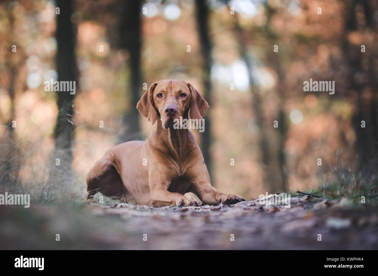 Hungarian hound pointer dog in outdoor forrest in autumn time Stock ...