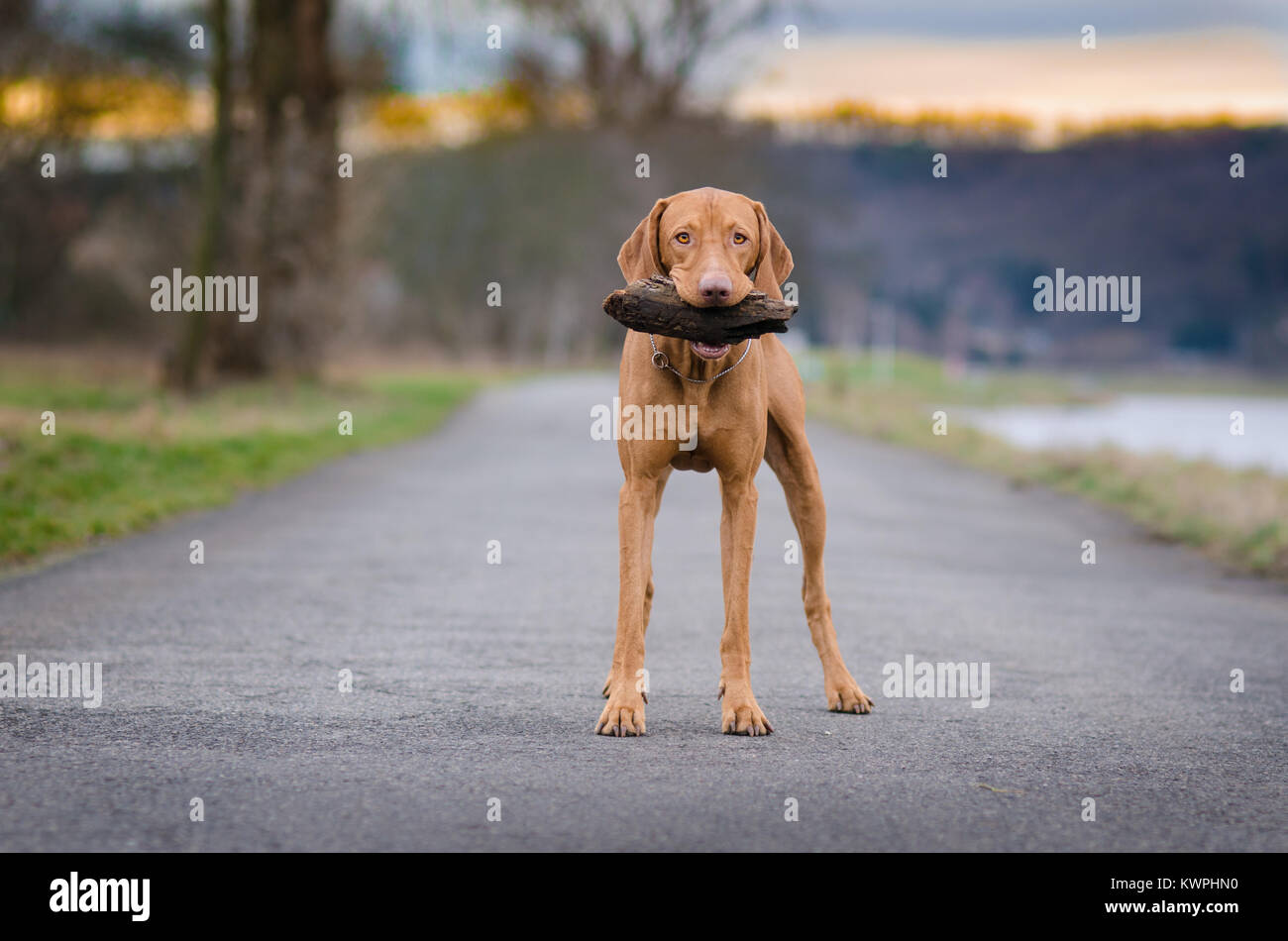 portrait of hungarian hound pointer vizsla dog in autumn time Stock ...