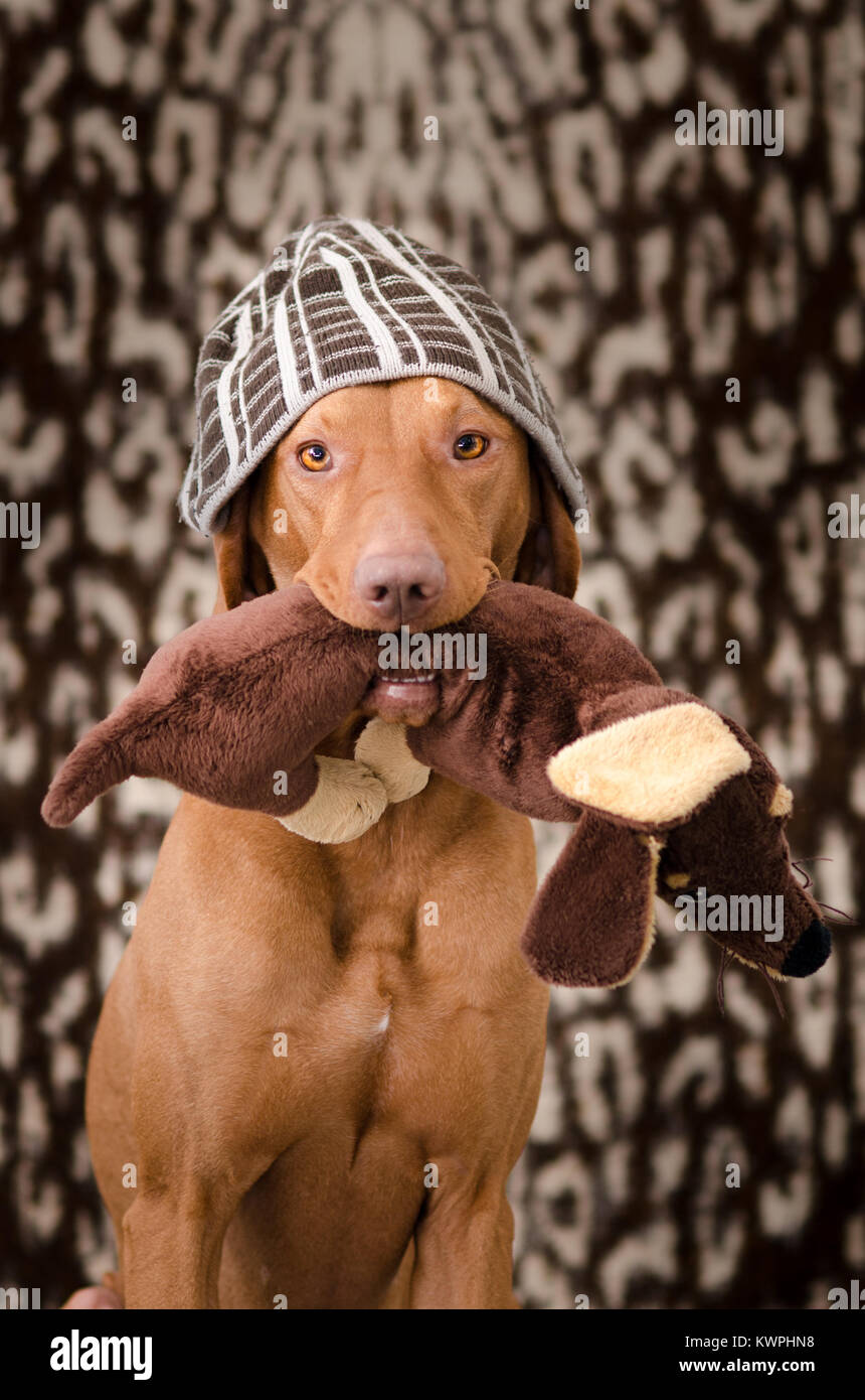 Vizsla funny hi-res stock photography and images - Alamy