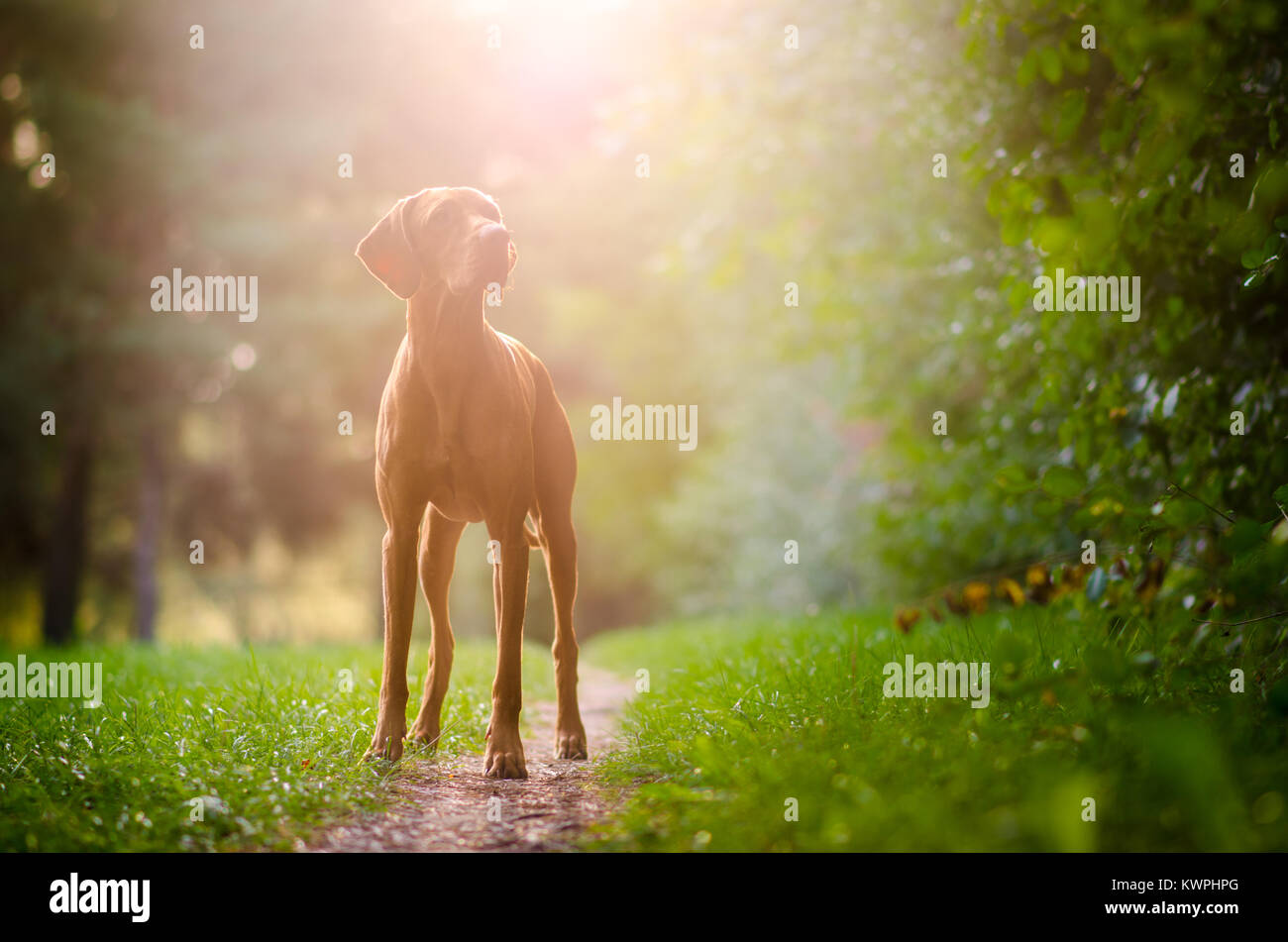 Hungarian pointer hound dog in the forrest Stock Photo - Alamy