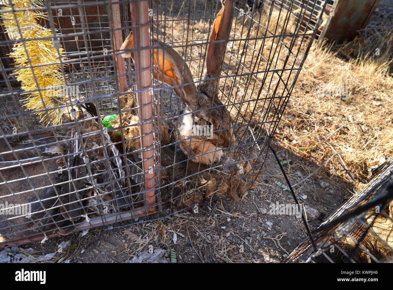 Traps baited with harvested jackrabbits, feathers, scent, sound and ...