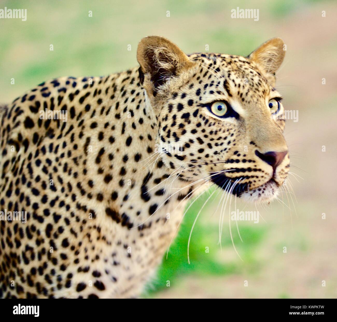 Leopard teeth tail hi-res stock photography and images - Alamy