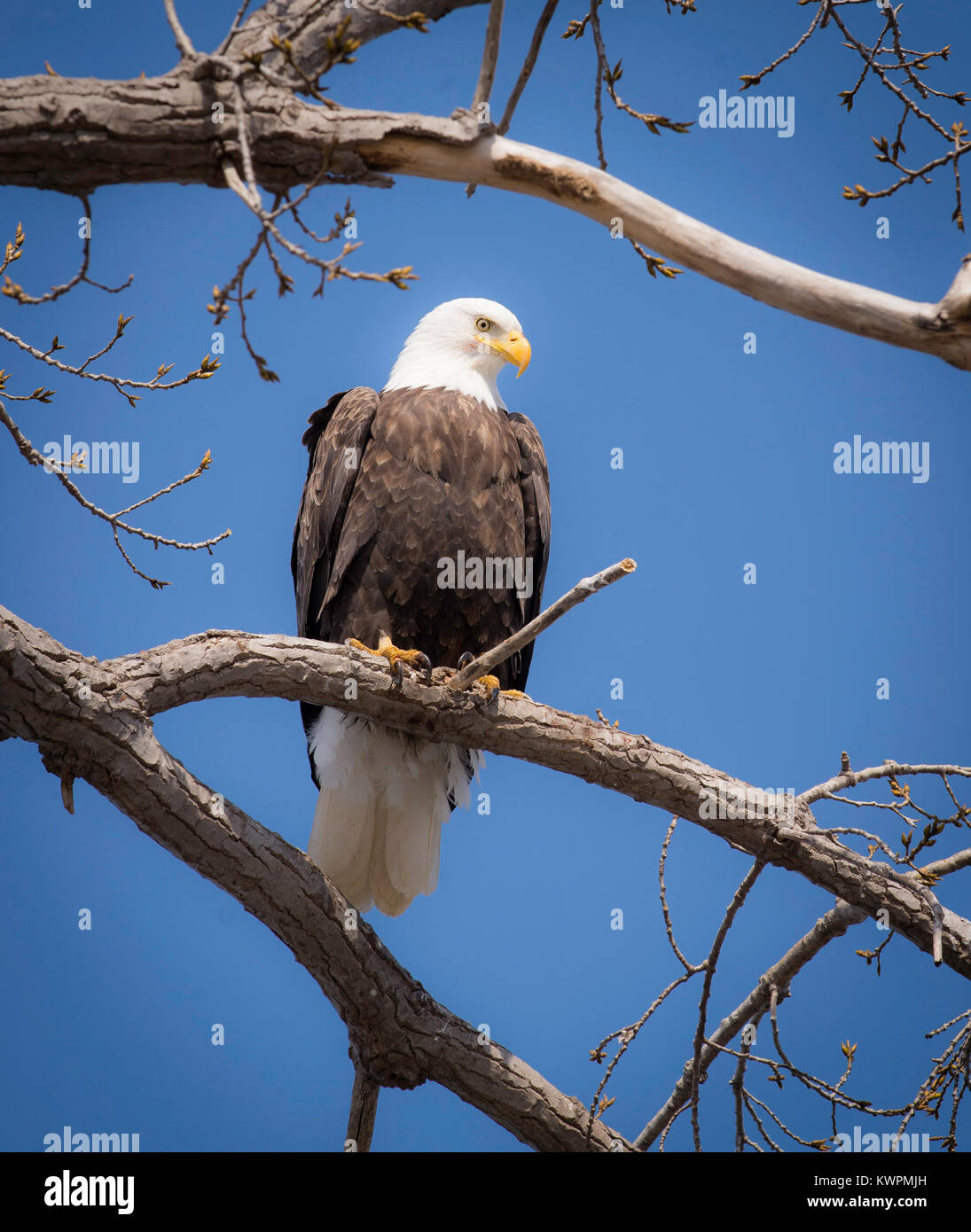 Vertical pic perched majestic bald eagle hunting from bare tree branch ...