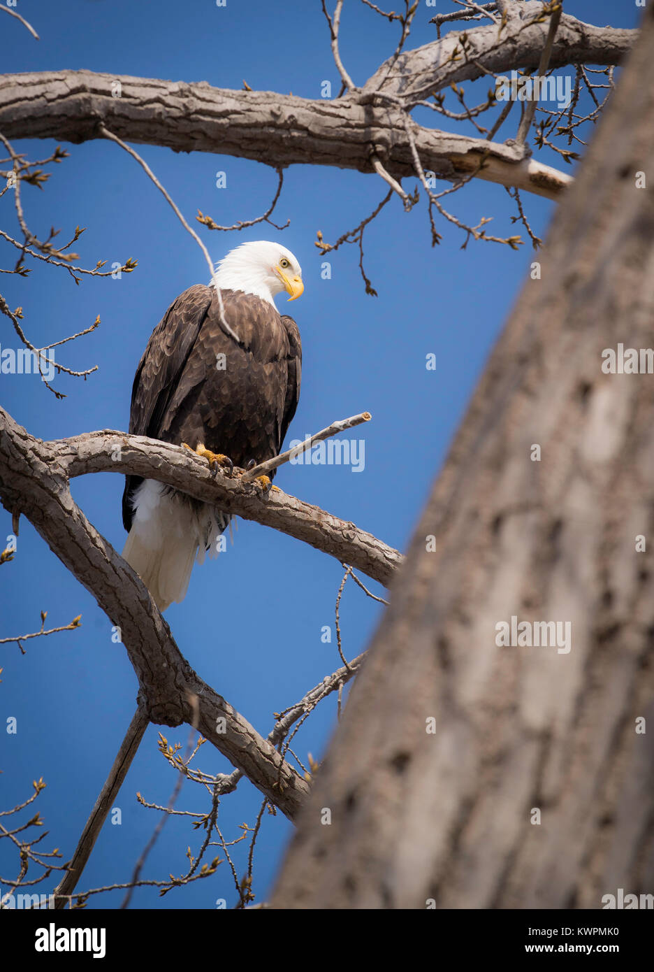 Vertical pic perched majestic bald eagle hunting from bare tree branch ...