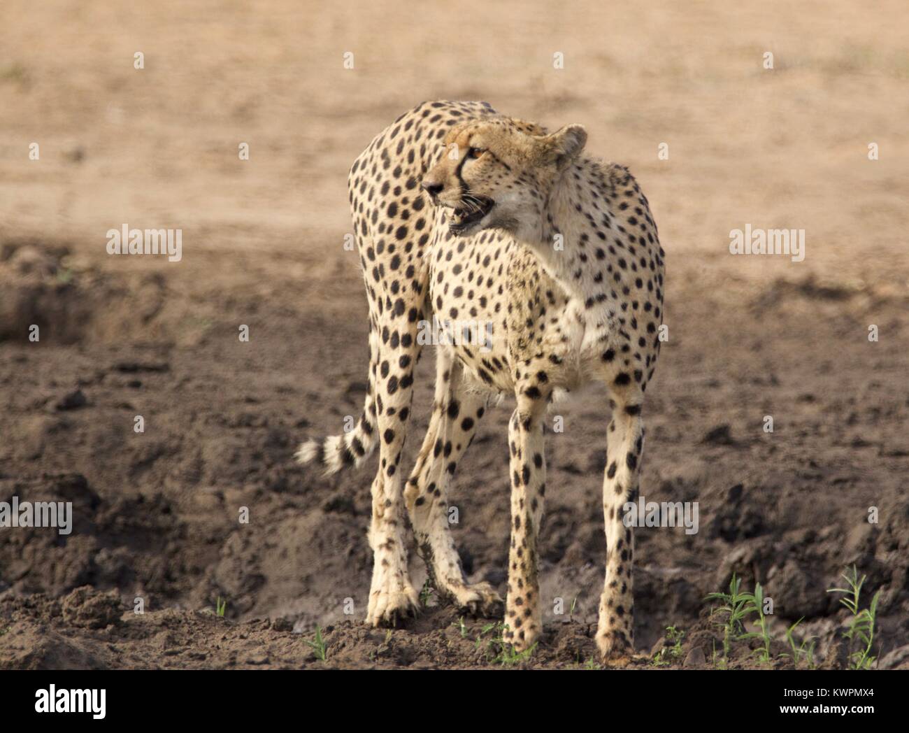 Five cheetahs of the mara hi-res stock photography and images - Alamy