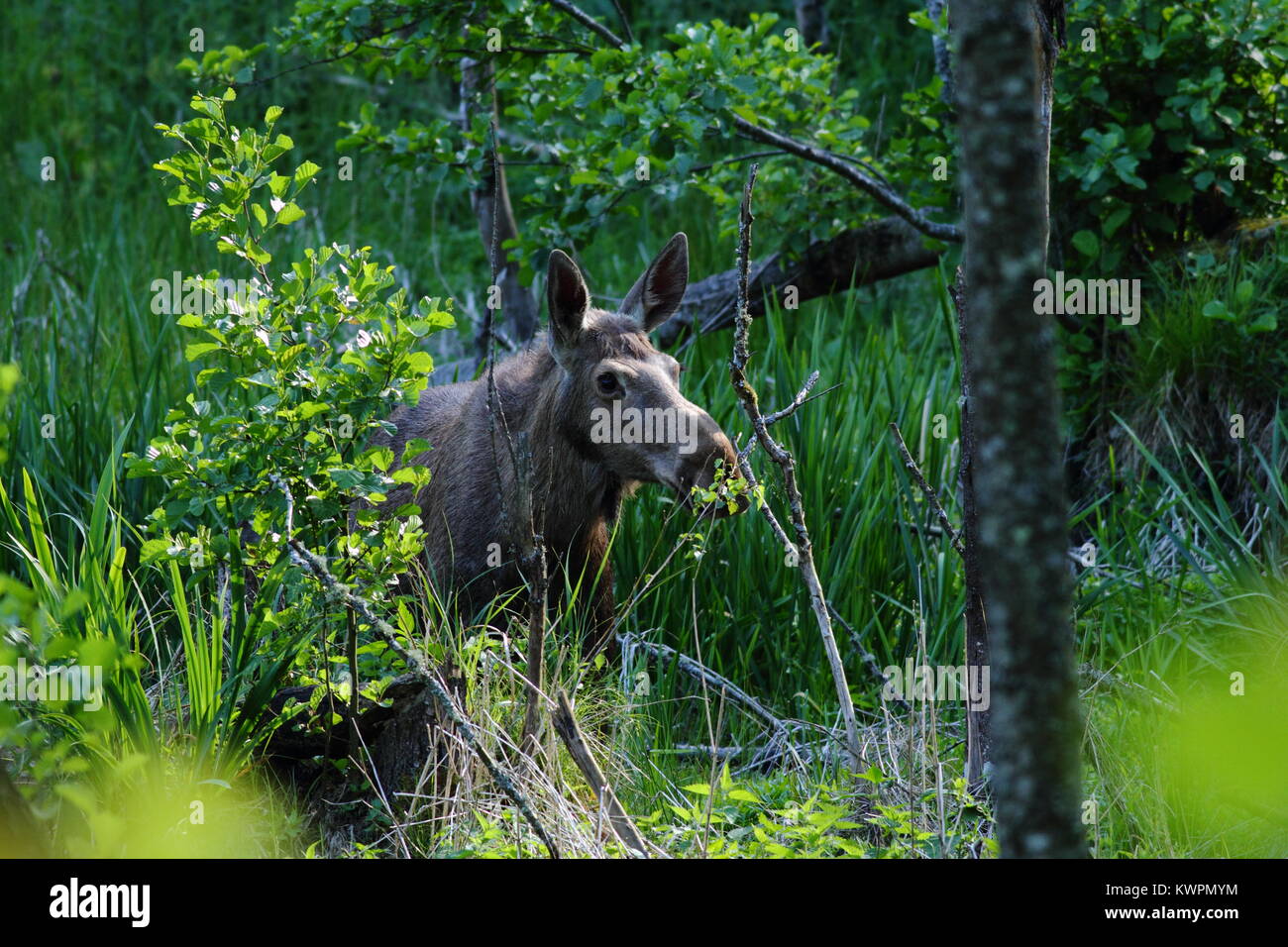 Female moos hi-res stock photography and images - Alamy