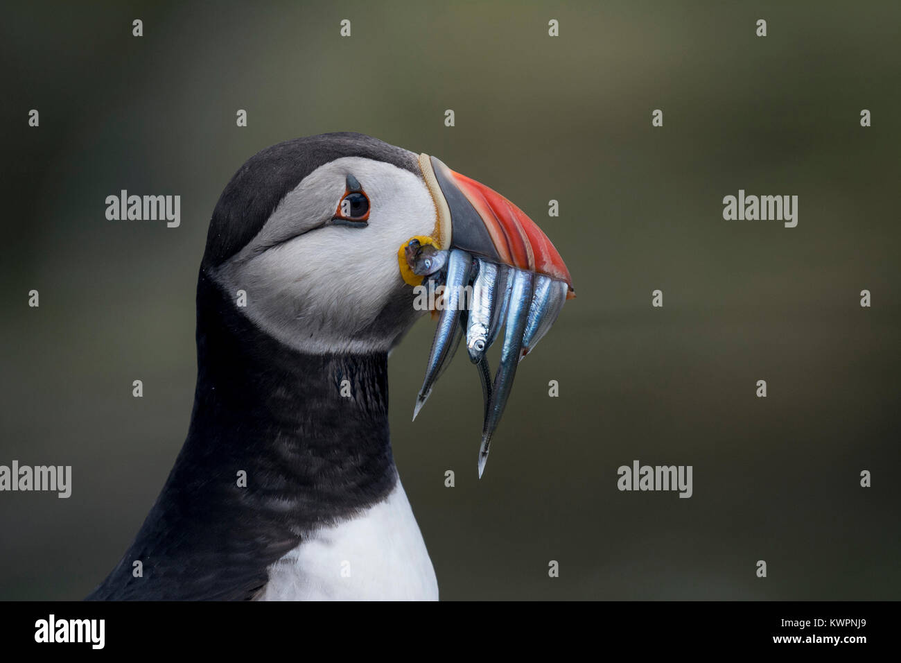Atlantic Puffin with Fish Stock Photo - Alamy