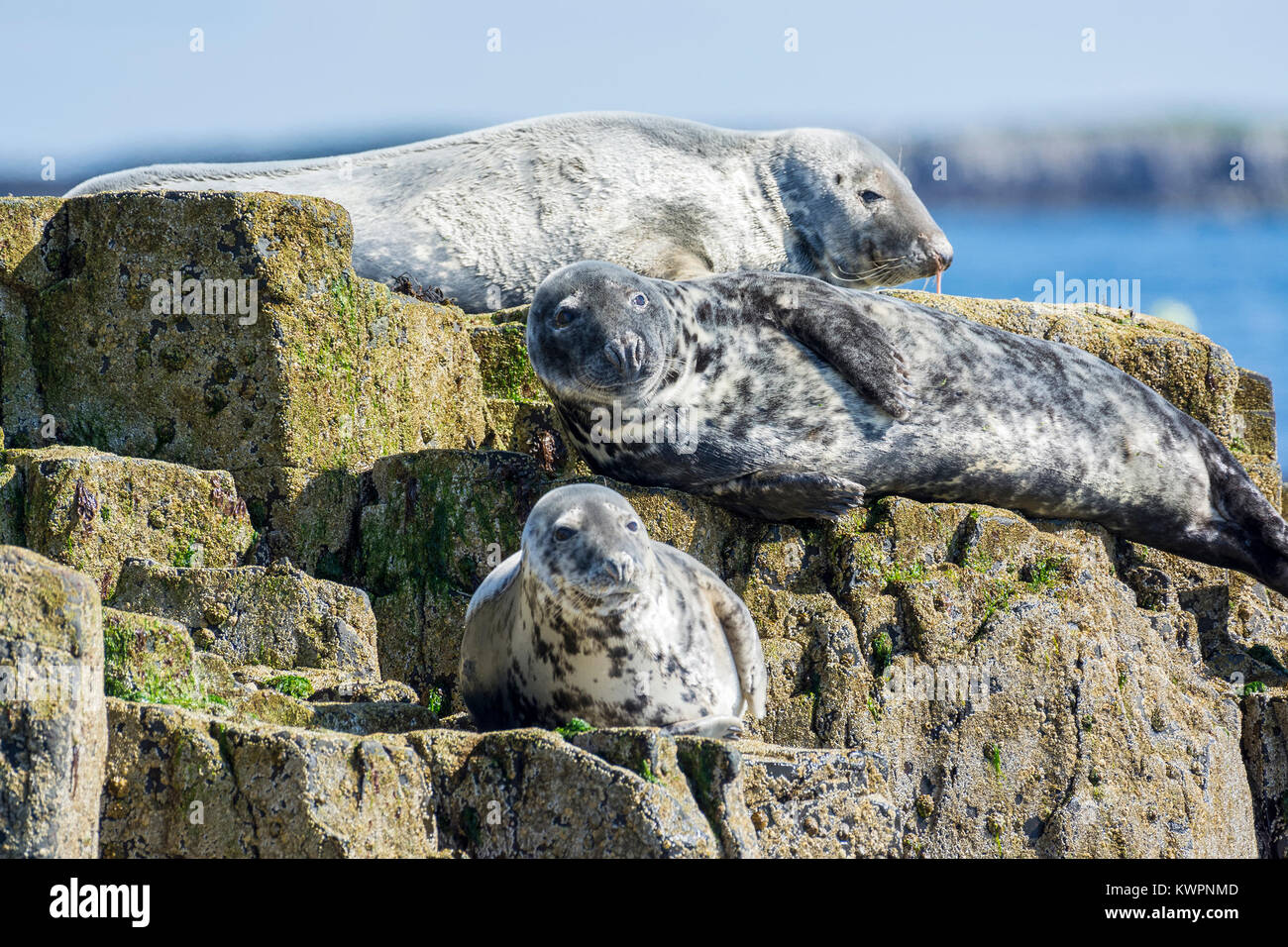 Resting fur seal hi-res stock photography and images - Alamy