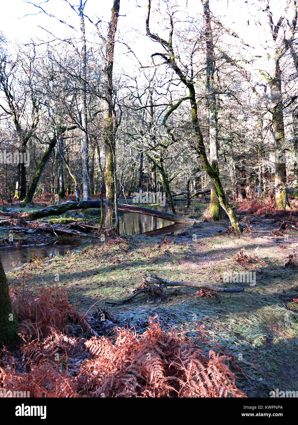 Blackwater stream new forest hi-res stock photography and images - Alamy