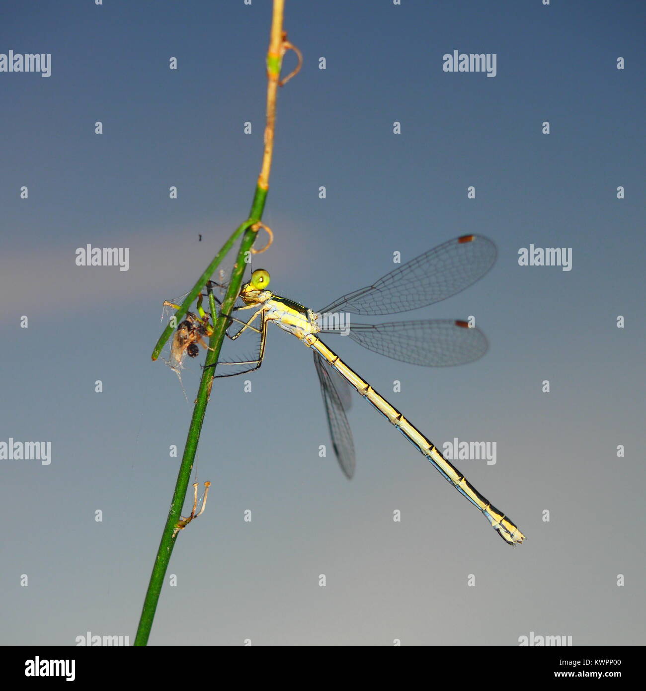 Dragonfly sits on the stalk of grass. Winged flying insect. Macro Stock ...
