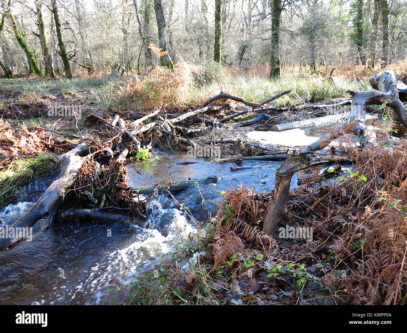 New Forest stream in Winter, Blackwater, New Forest National Park ...