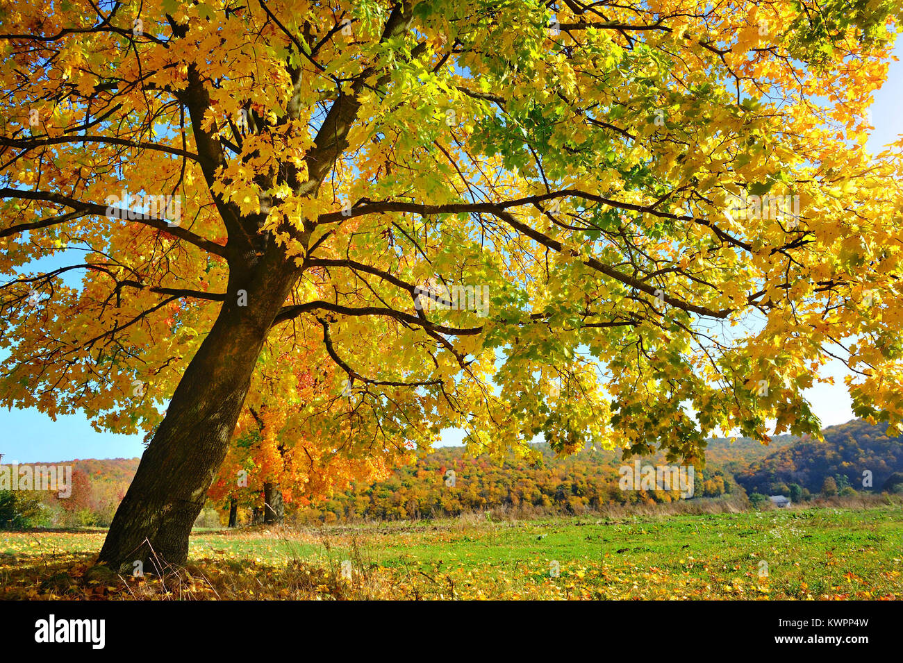 Autumn landscape with colorful maple tree in the sun Stock Photo - Alamy