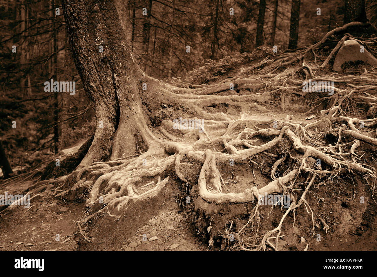 Old dark spruce forest hi-res stock photography and images - Alamy