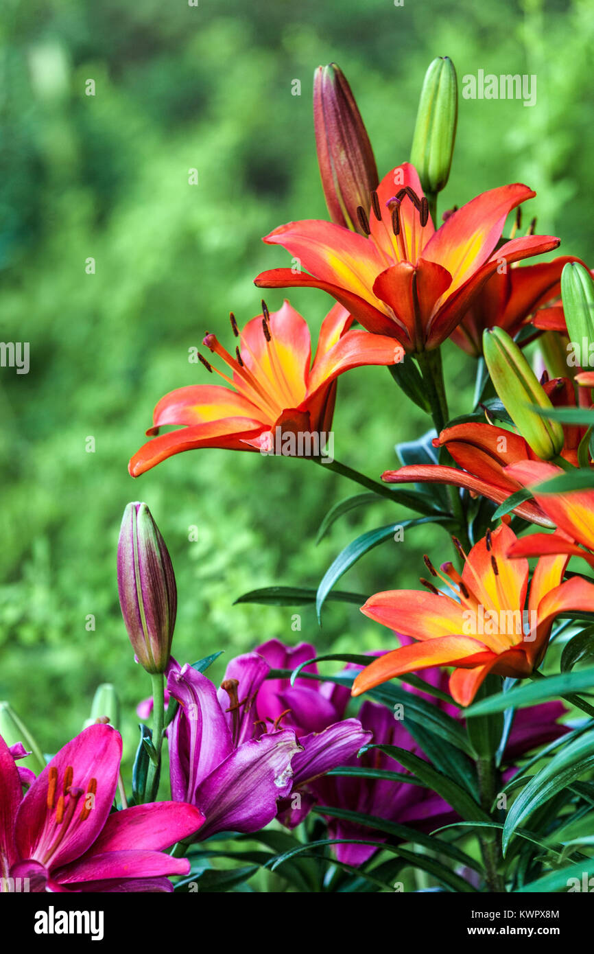 Lily, Lilies, Lilium Fiamma, beautiful asiatic lilies Stock Photo - Alamy