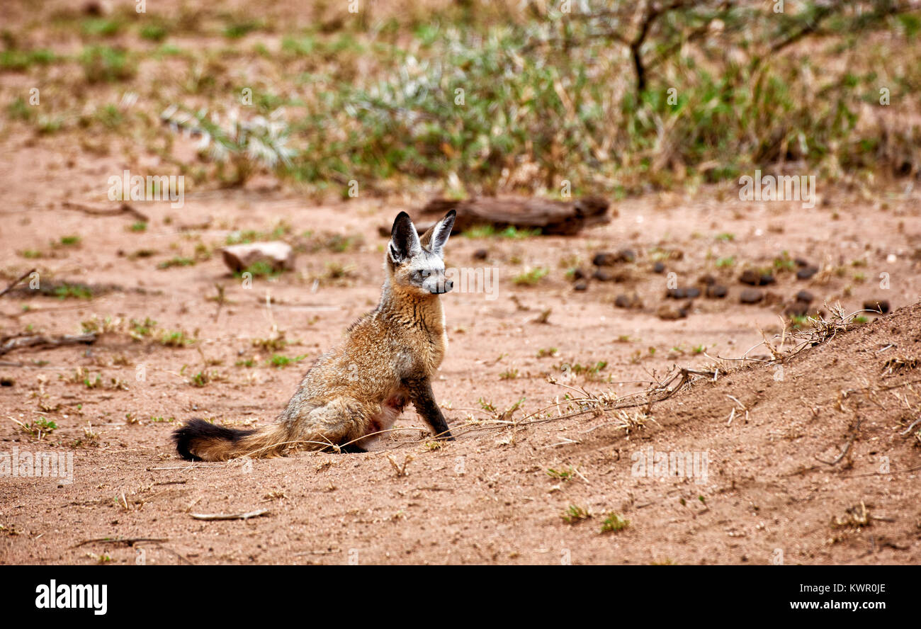 Fox big ears hi-res stock photography and images - Alamy