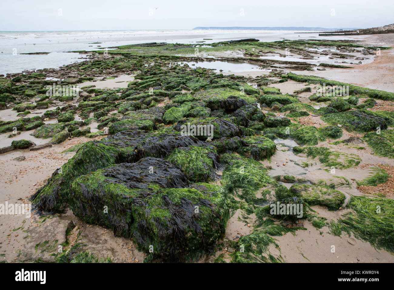 Cooden, UK. 3rd September, 2017. Weed-covered rocky pools on the beach ...