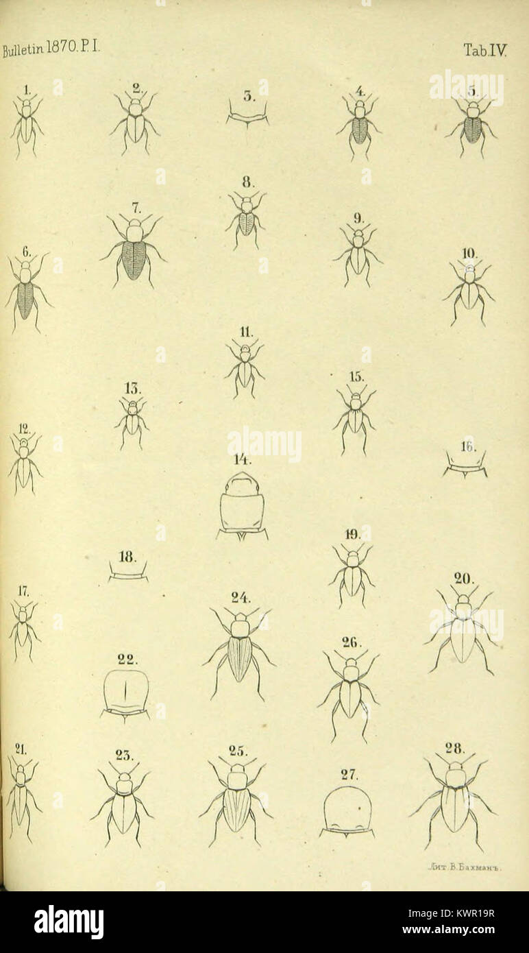 This page plate illustrates the new species of beetles collected during ...