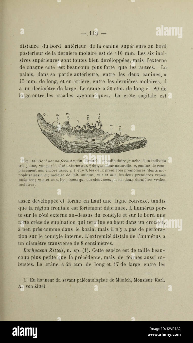 A scientific enumeration of fossil mammal species from Eocene ...