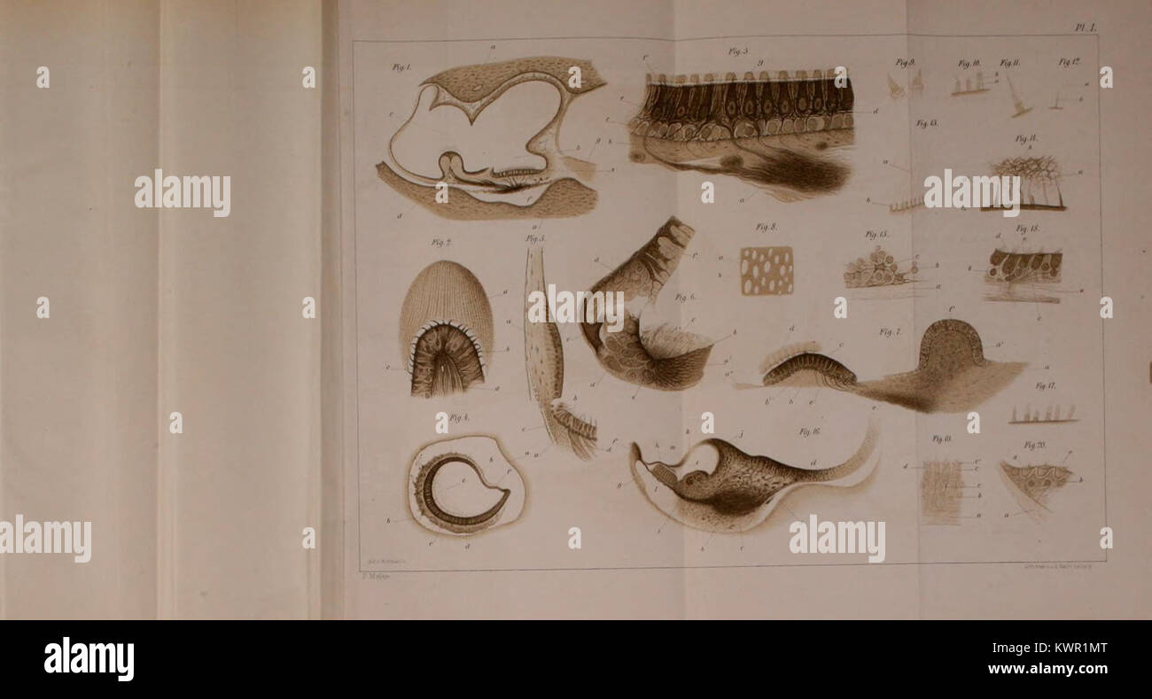 Études histologiques sur la labyrinthe membraneux et plus spécialement ...
