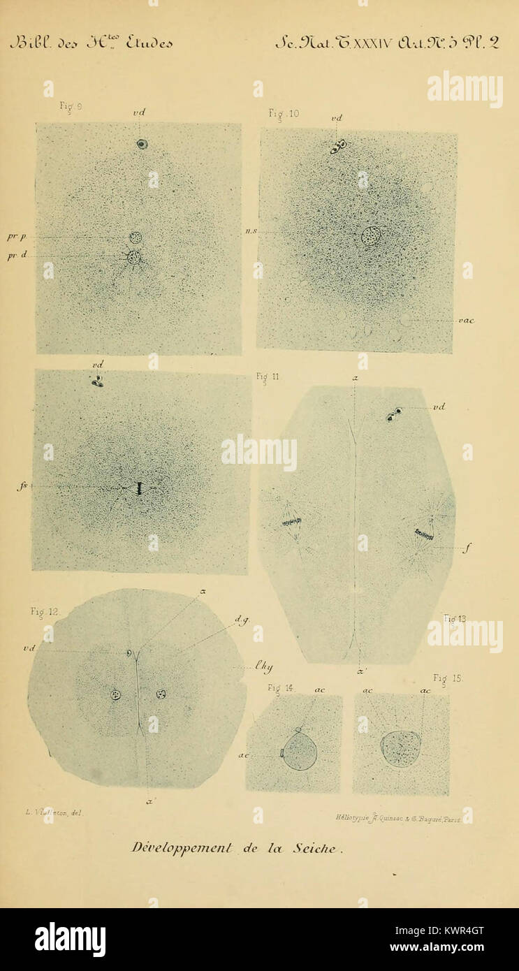 This scientific illustration focuses on the early developmental stages ...