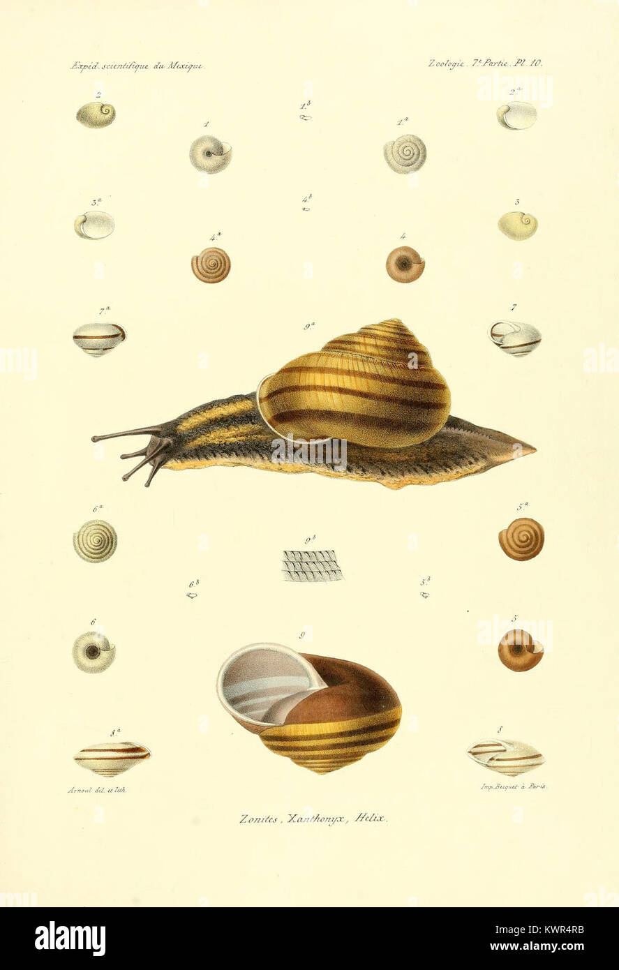 Études sur les mollusques terrestres et fluviatales du Mexique et du ...
