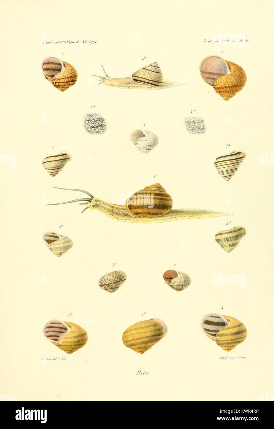 This illustration from the study 'Études sur les mollusques terrestres ...
