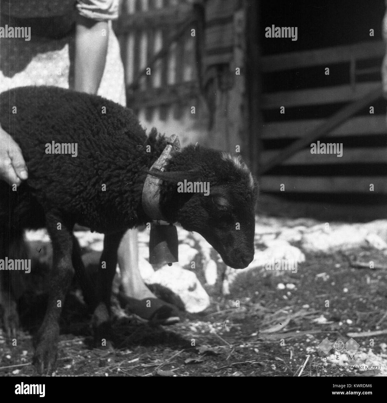 Ovca hi-res stock photography and images - Alamy