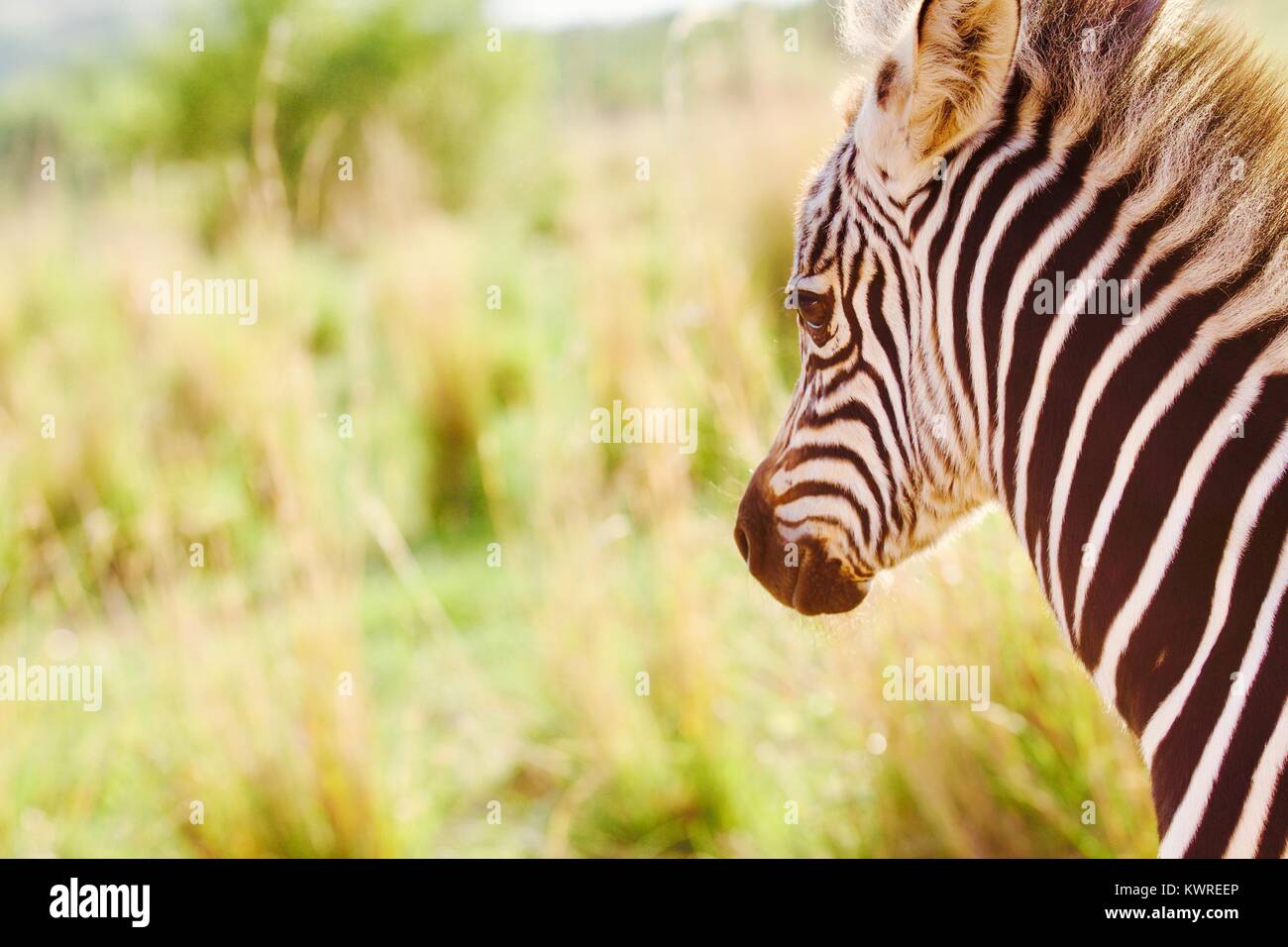 animals on safari Stock Photo - Alamy