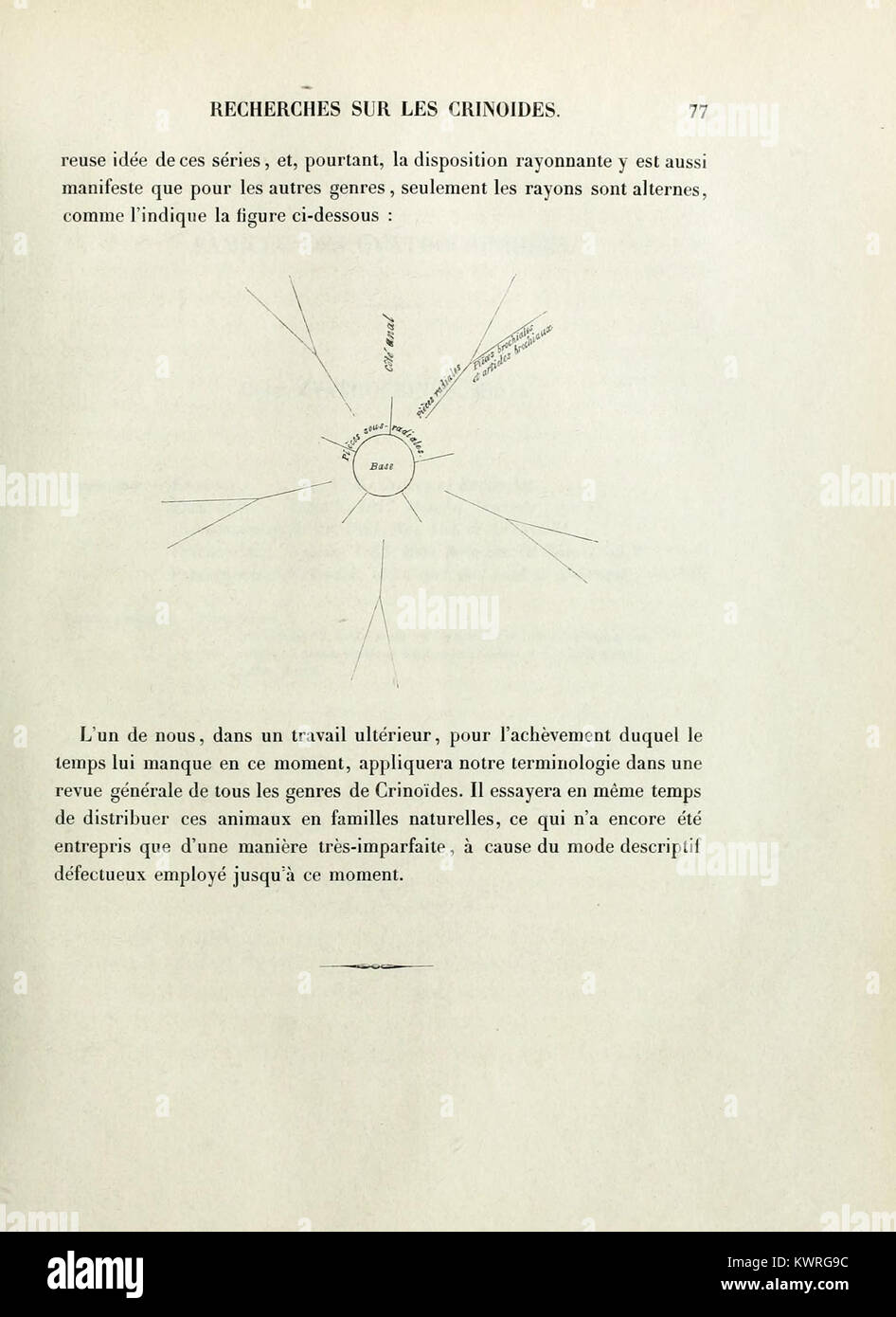 Les crinoides du terrain carbonifere de la belgique hi-res stock ...