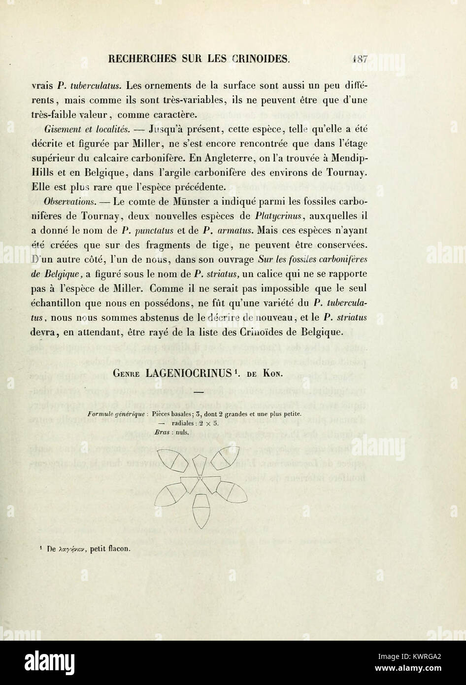 This work examines fossil crinoids from Carboniferous strata in Belgium ...