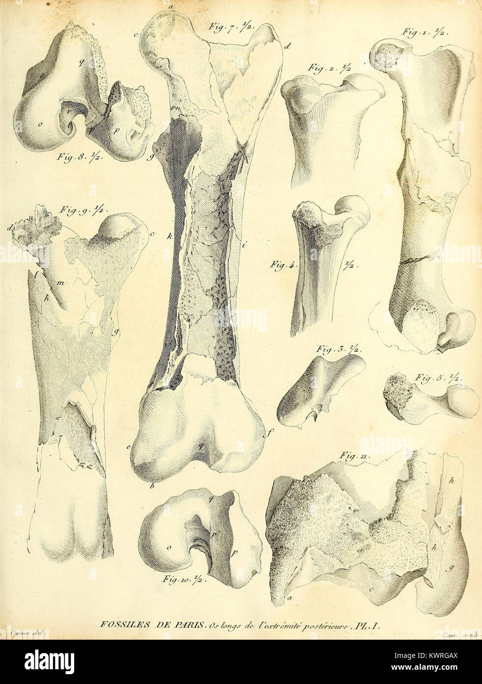 This volume documents fossilised skeletal remains of quadruped animals ...