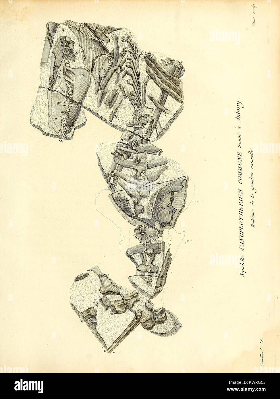 A scientific illustration from the research on fossilized remains of ...