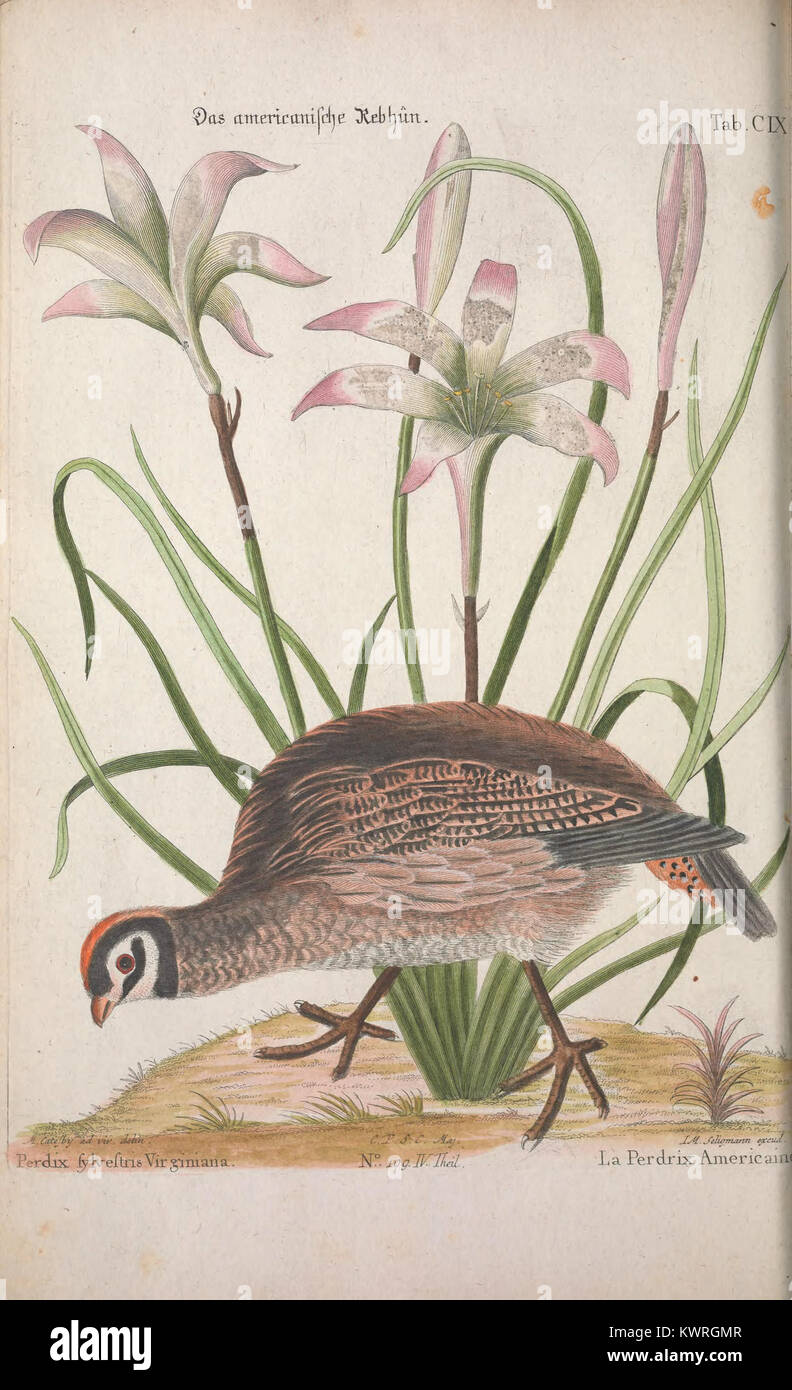 A collection of foreign and uncommon bird species illustrated in the ...