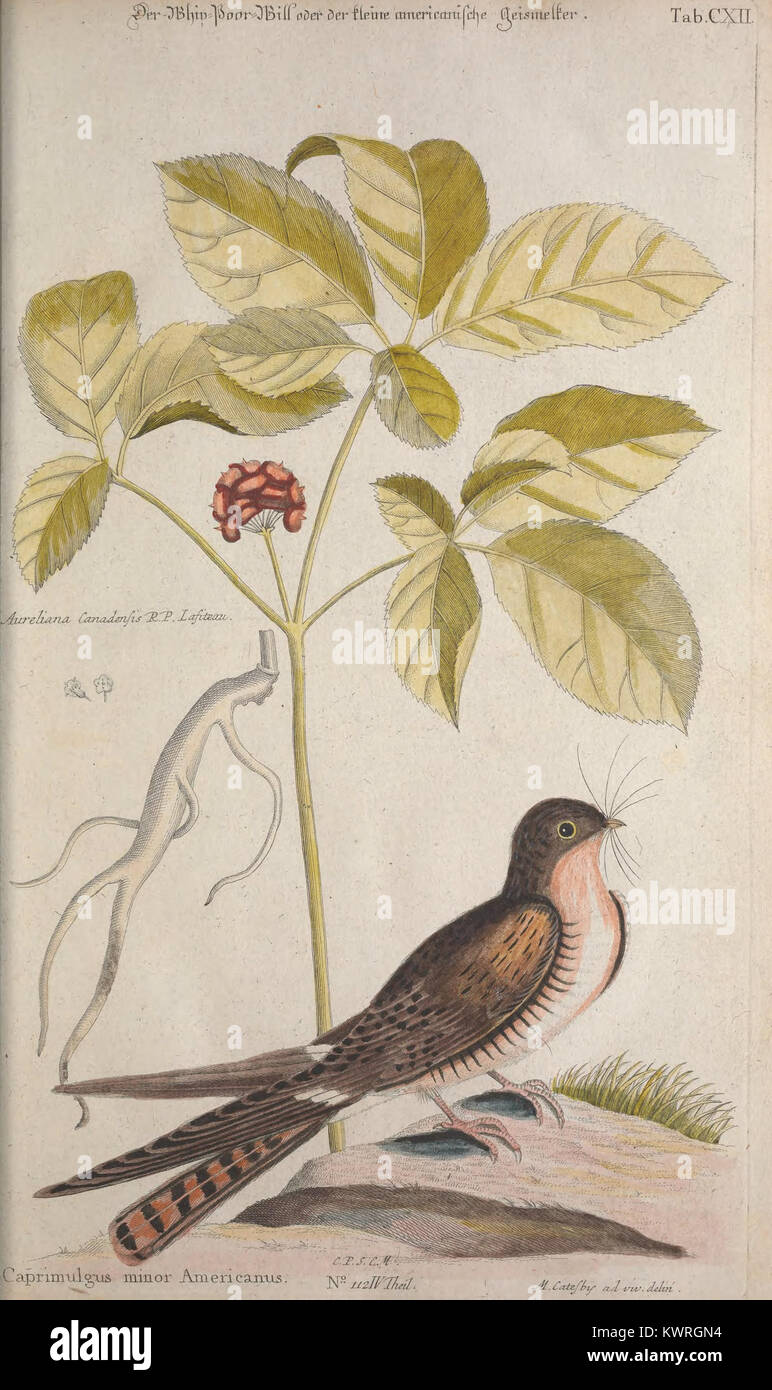 Plate CXII depicts a variety of rare and foreign bird species ...