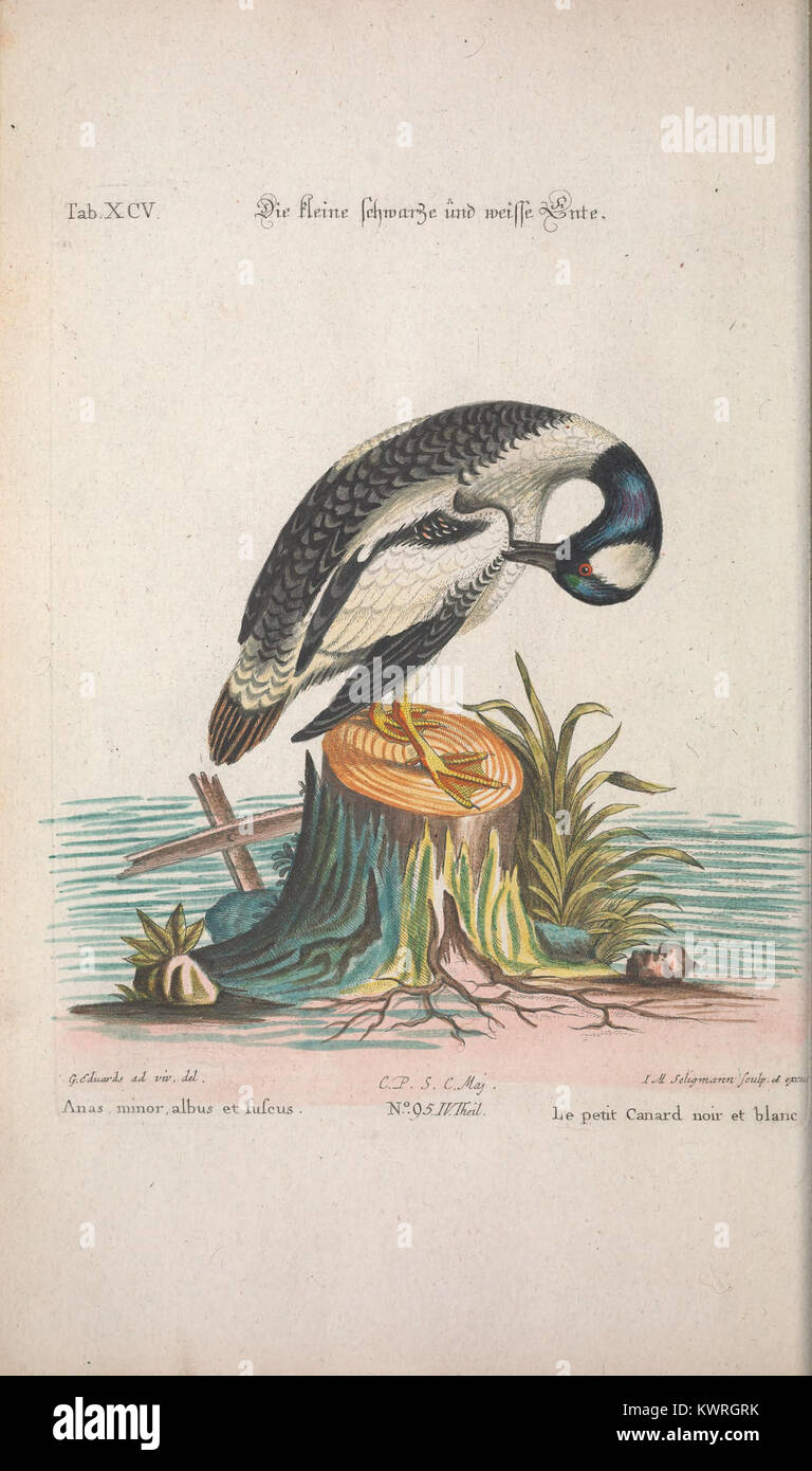 Various bird species displayed hi-res stock photography and images - Alamy